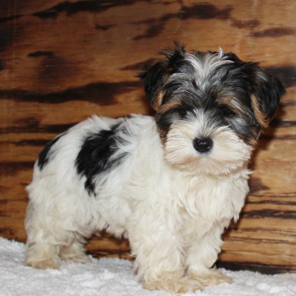 Biewer Terrier